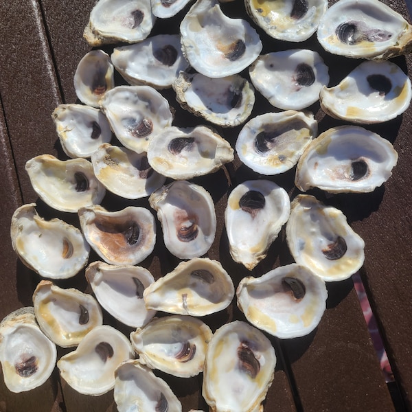 Oyster Shells Bulk - Etsy