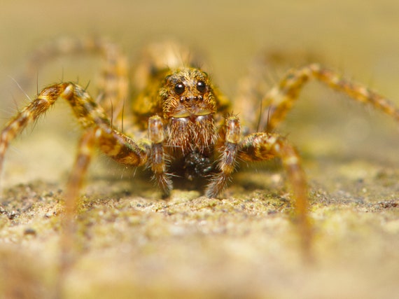 Wolf Spider Identification Card Wolf Spiders & Dock Spiders Or Fishing
