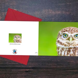 LITTLE OWL CARD, Glossy Little Owl Greeting Card, Cute Owl Card, Nature ...