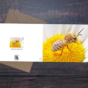 Solitary Bee Card, Bee Greeting Card, Pollinator Card, Bee on Flower ...