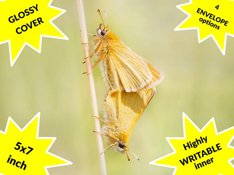 BUTTERFLY GREETING CARD Small Skipper Butterfly Card - Etsy