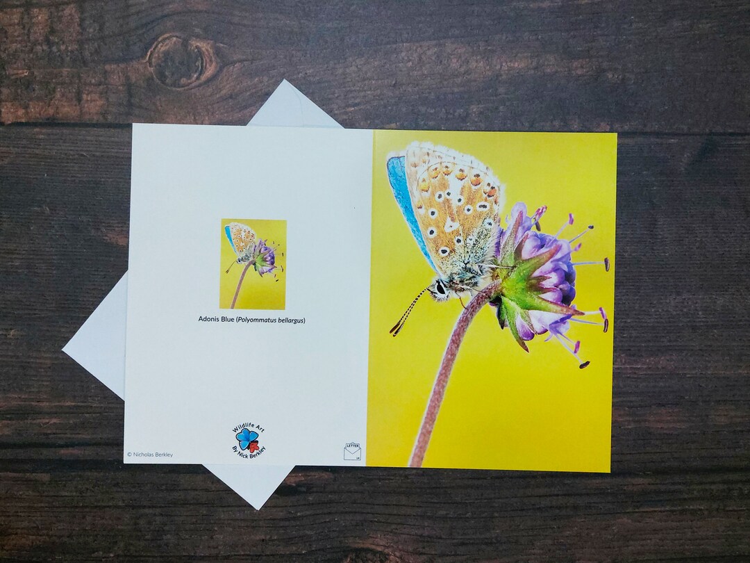 BUTTERFLY CARD Adonis Blue Butterfly Greeting Card Wildlife Greeting ...