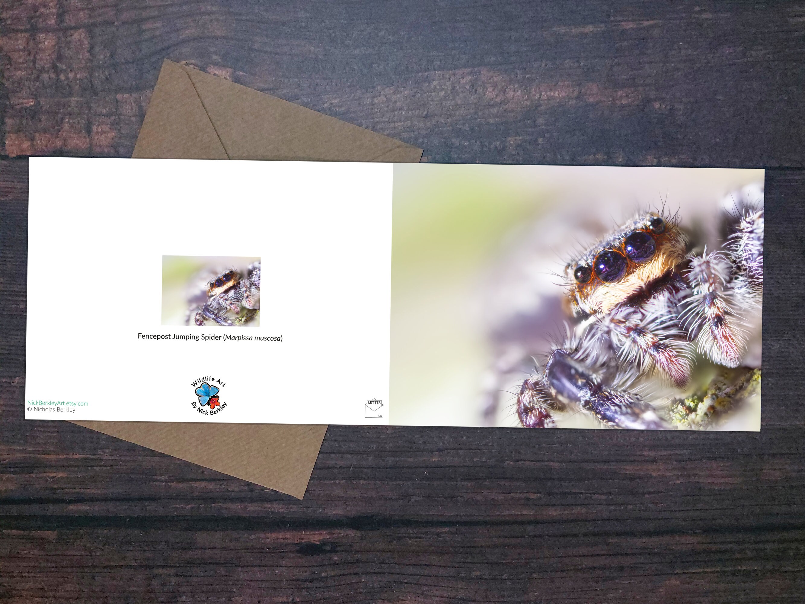 Jumping Spider Card, Fencepost Jumping Spider, Arachnid Greeting Card ...
