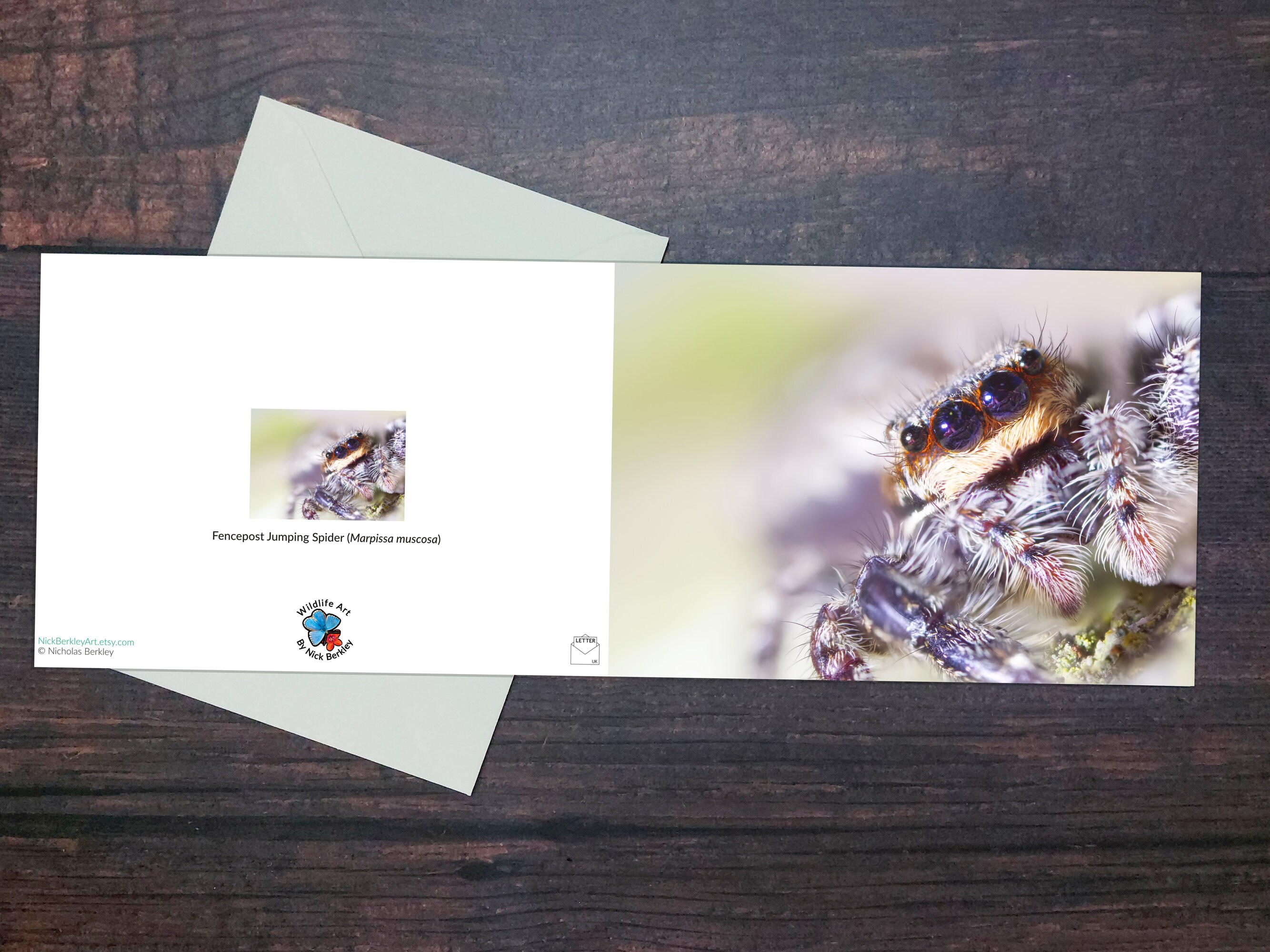Jumping Spider Card, Fencepost Jumping Spider, Arachnid Greeting Card ...
