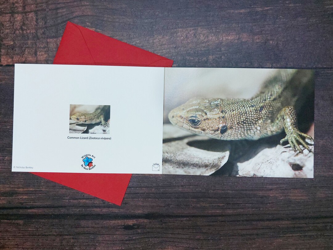 COMMON LIZARD Greeting Card Zootoca Vivipara Wildlife - Etsy