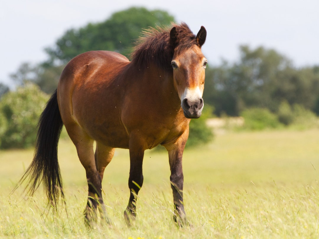 Horse Greeting Card, Equine Card, Animal Card, Wildlife Card, Glossy ...