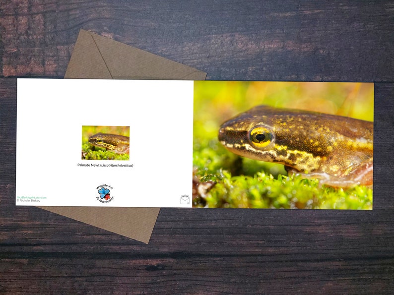 Newt Greeting Card, Palmate Newt Card, Nature Card, Wildlife Card ...