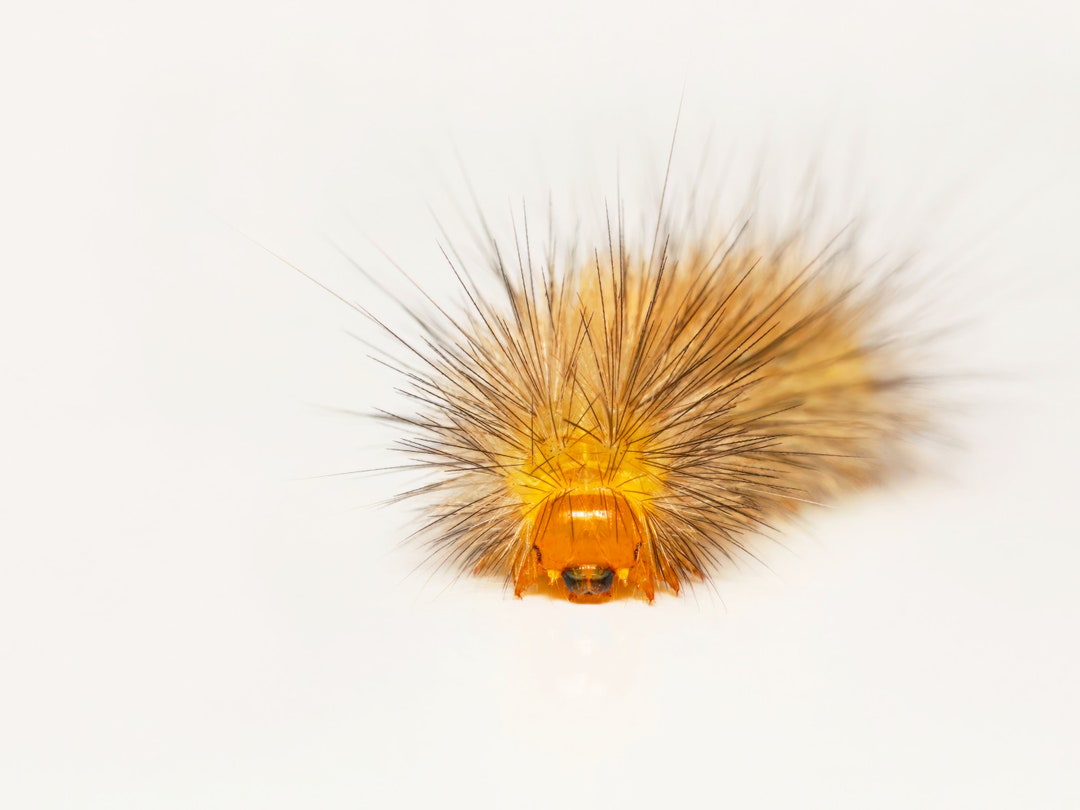Caterpillar Card, Wildlife Greeting Card, Nature Card, Photographic ...