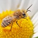 Solitary Bee Card, Bee Greeting Card, Pollinator Card, Bee on Flower ...