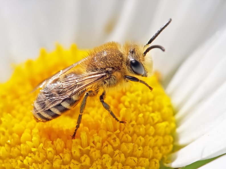 Solitary Bee Card, Bee Greeting Card, Pollinator Card, Bee on Flower ...