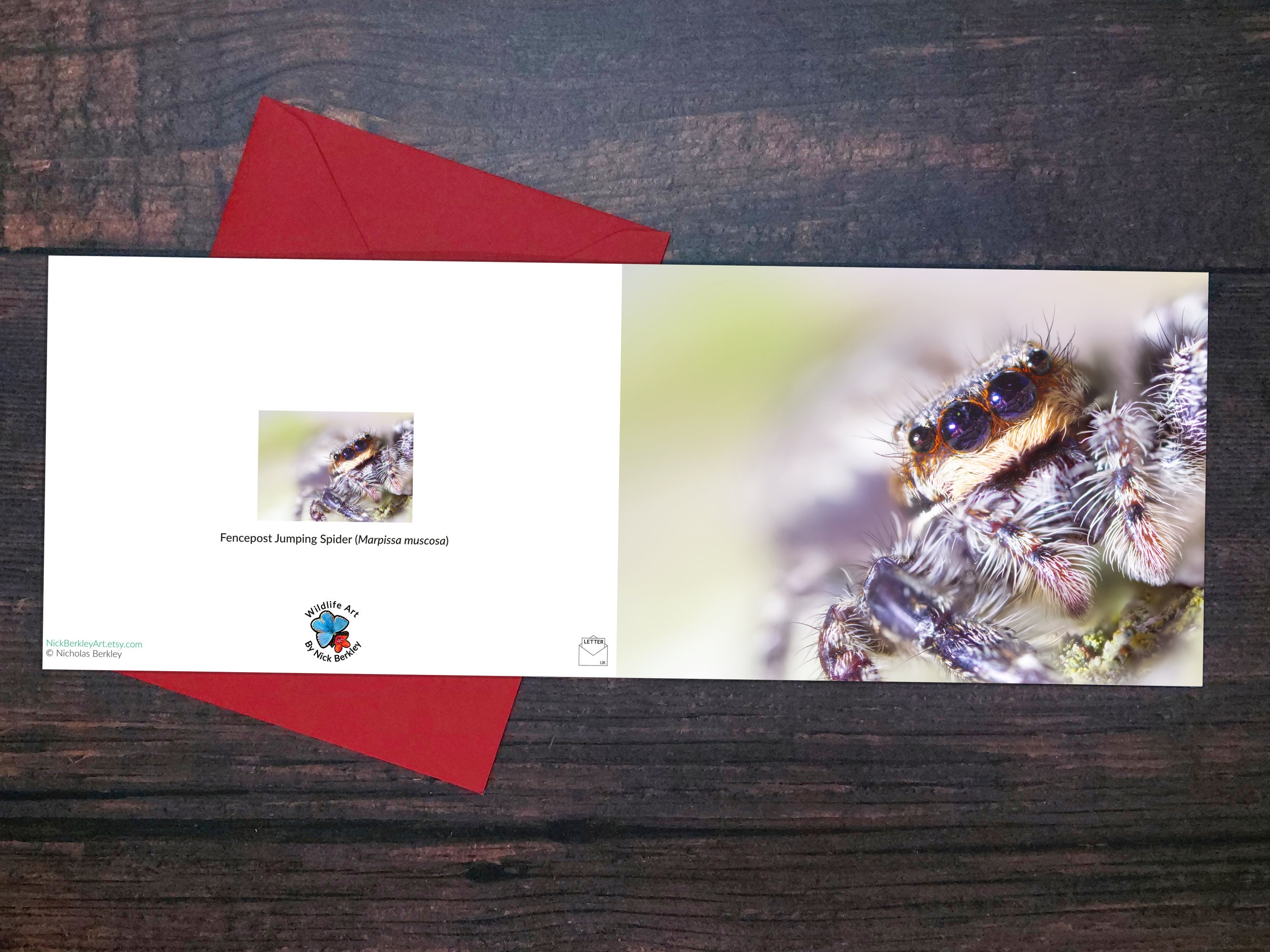 Jumping Spider Card, Fencepost Jumping Spider, Arachnid Greeting Card ...