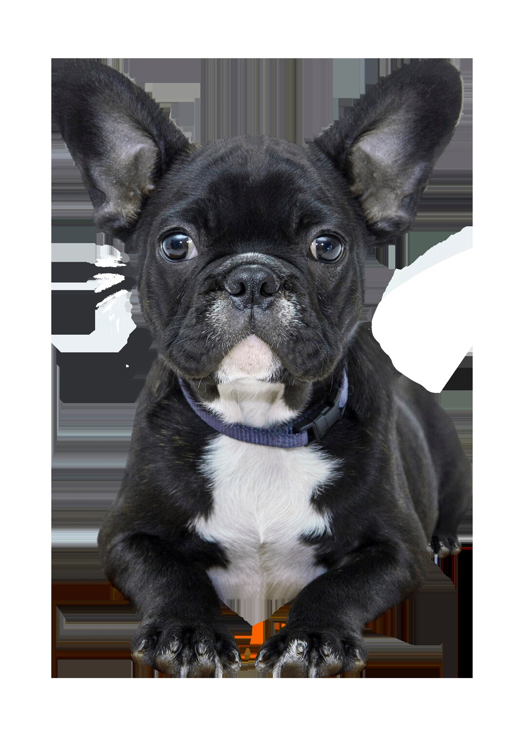 French Bulldog Poster - Etsy