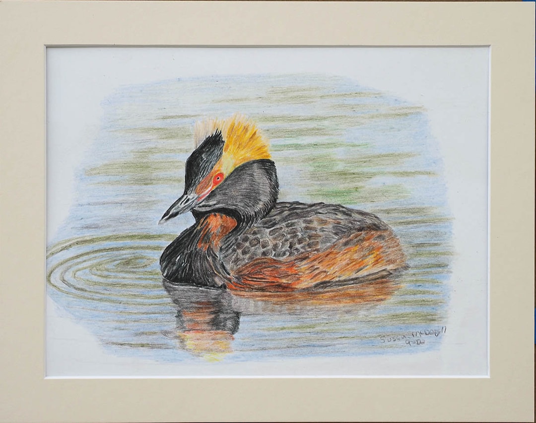 Horned Grebe, Original Colored Pencil Drawing, Fine Art, Matted, Ready ...