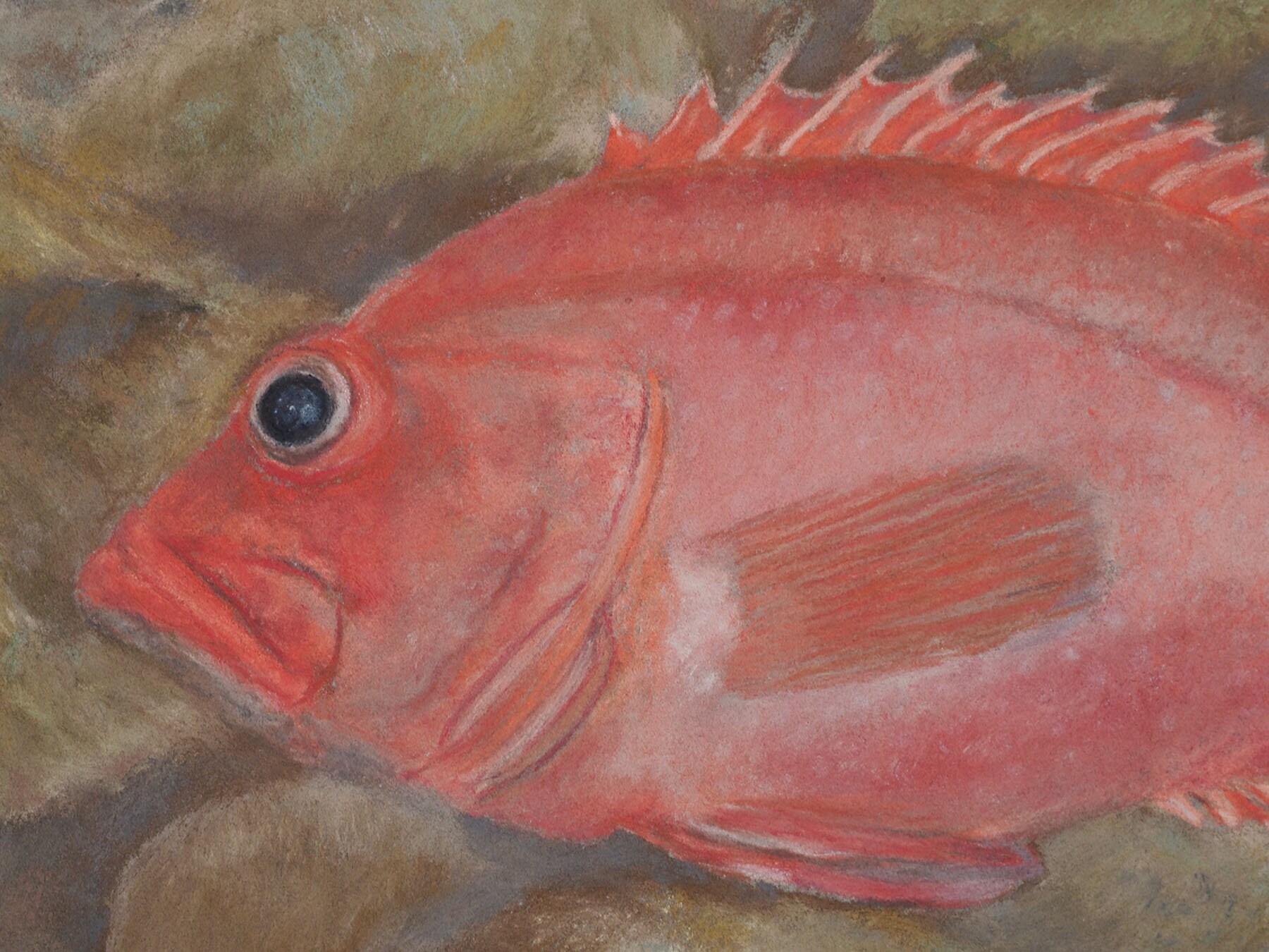 Rougheye Rockfish, Original Pastel Drawing, Fine Art, Matted, Ready to ...