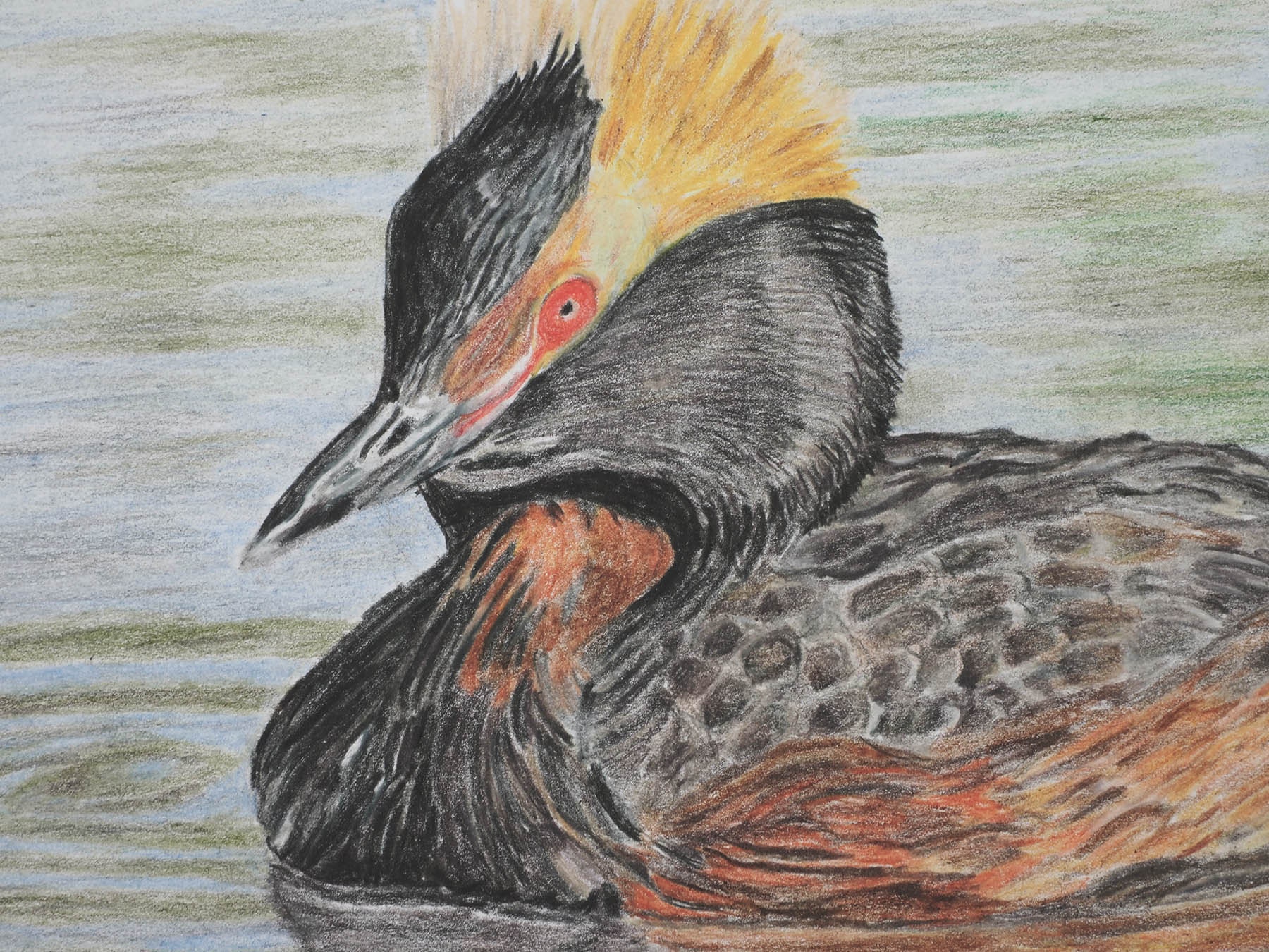 Horned Grebe, Original Colored Pencil Drawing, Fine Art, Matted, Ready ...