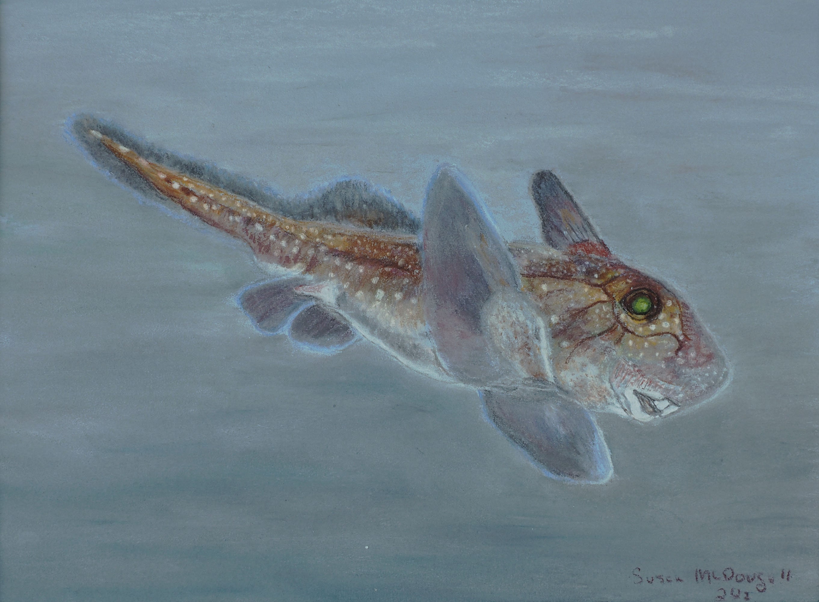 Ratfish, Original Pastel Drawing, Fine Art, Matted, Ready to Frame ...