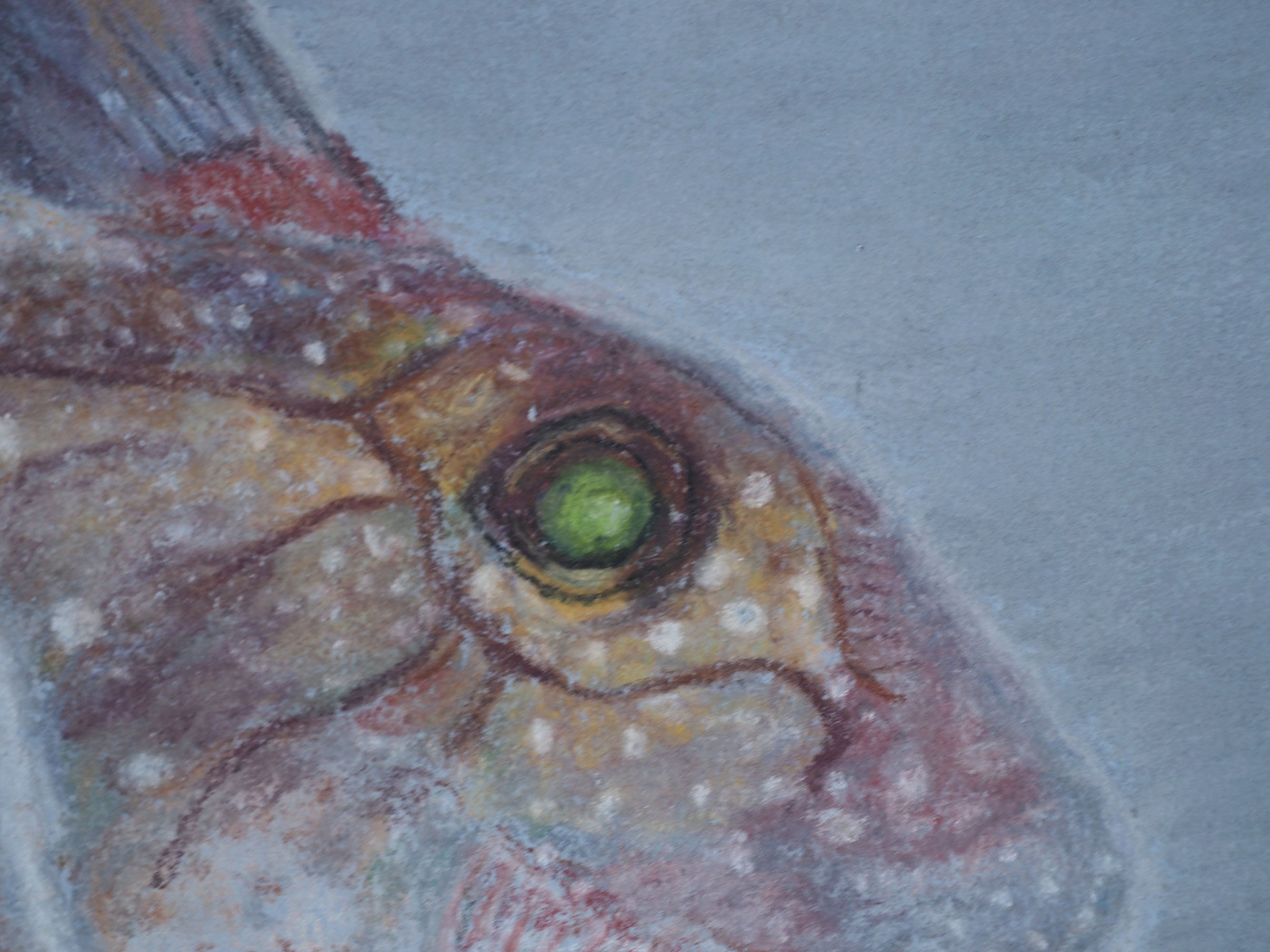 Ratfish, Original Pastel Drawing, Fine Art, Matted, Ready to Frame ...