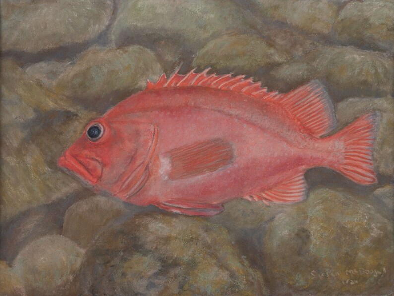 Rougheye Rockfish, Original Pastel Drawing, Fine Art, Matted, Ready to ...