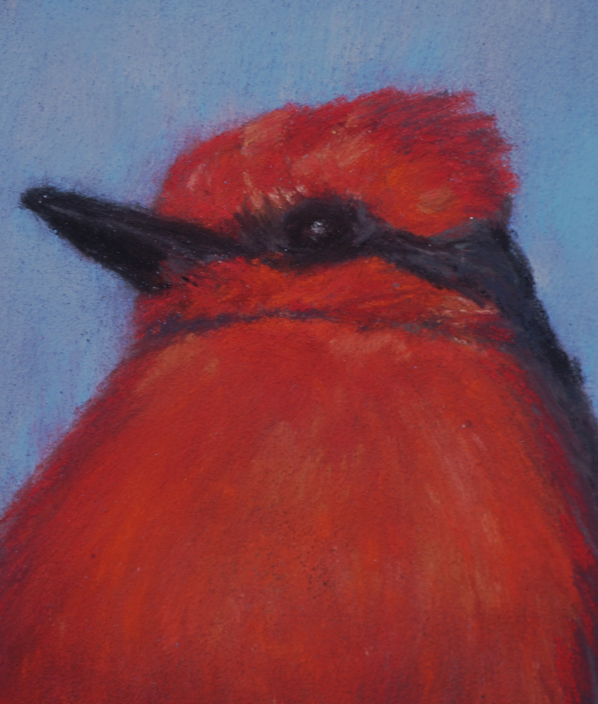 Vermilion Flycatcher, Original Soft Pastel Drawing, Fine Art, Matted ...
