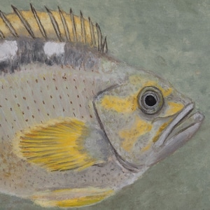 Yellowtail Rockfish, Original Pastel Drawing, Fine Art, Matted, Ready ...