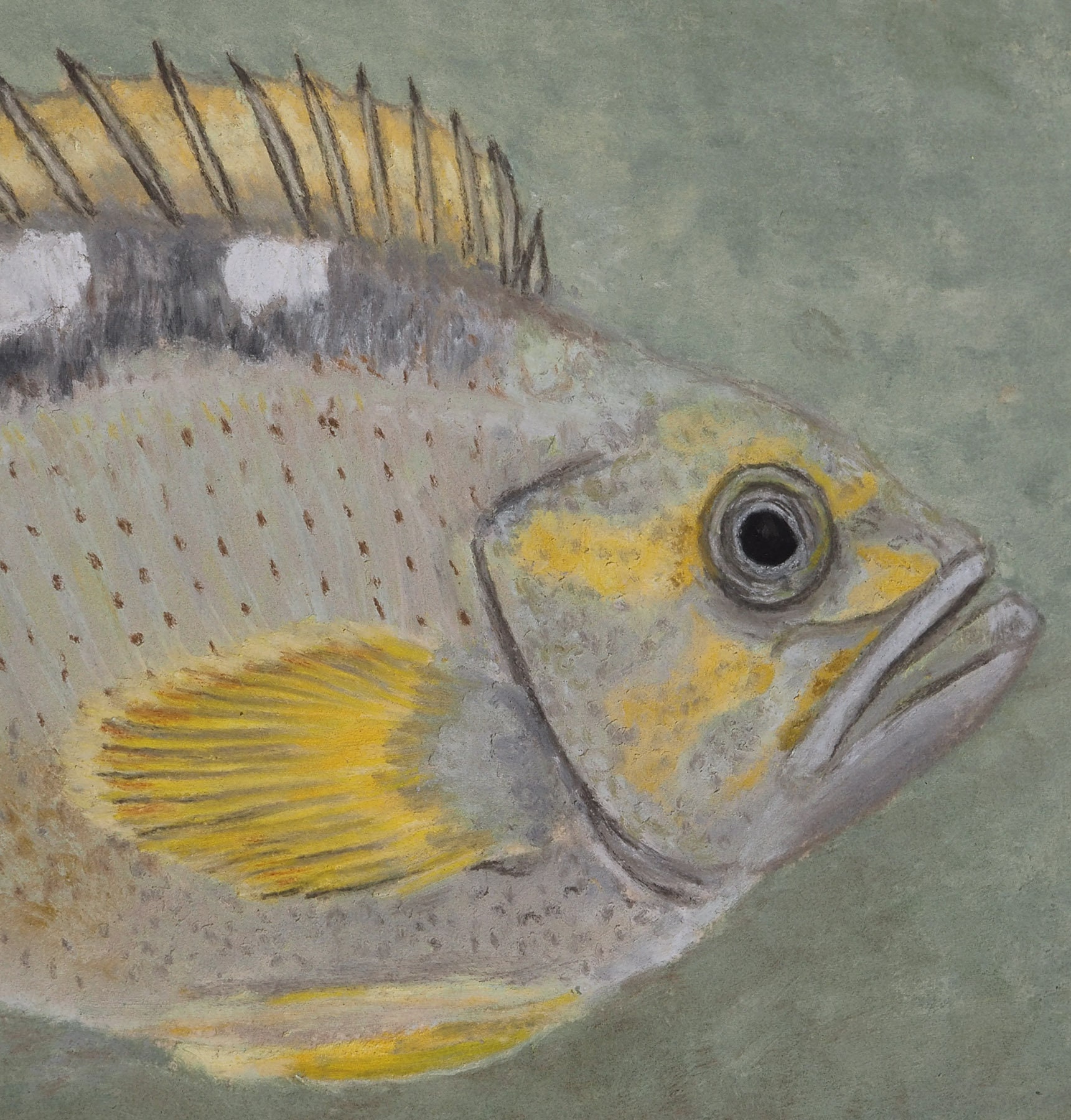 Yellowtail Rockfish, Original Pastel Drawing, Fine Art, Matted, Ready ...