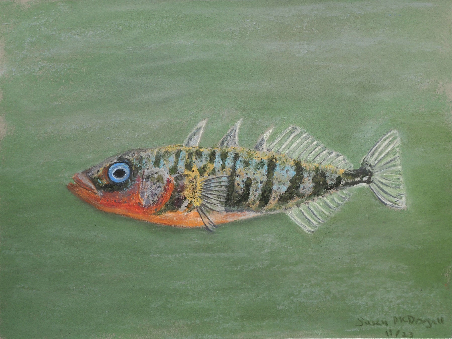 ORIGINAL Soft Pastel Drawing of a Threespine Stickleback - Etsy