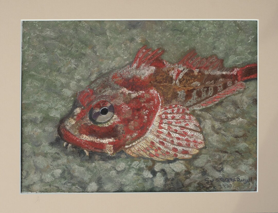 Red Irish Lord, Original Pastel Drawing, Fine Art, Matted, Ready to ...