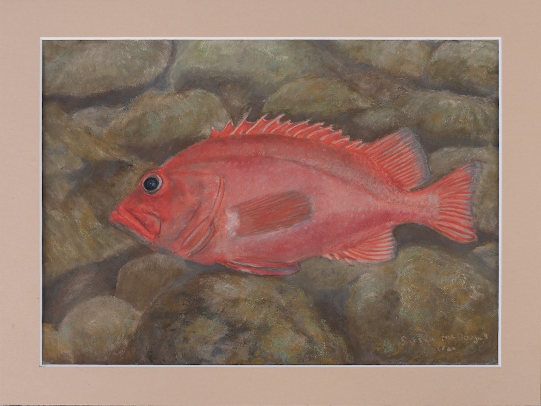 Rougheye Rockfish, Original Pastel Drawing, Fine Art, Matted, Ready to ...