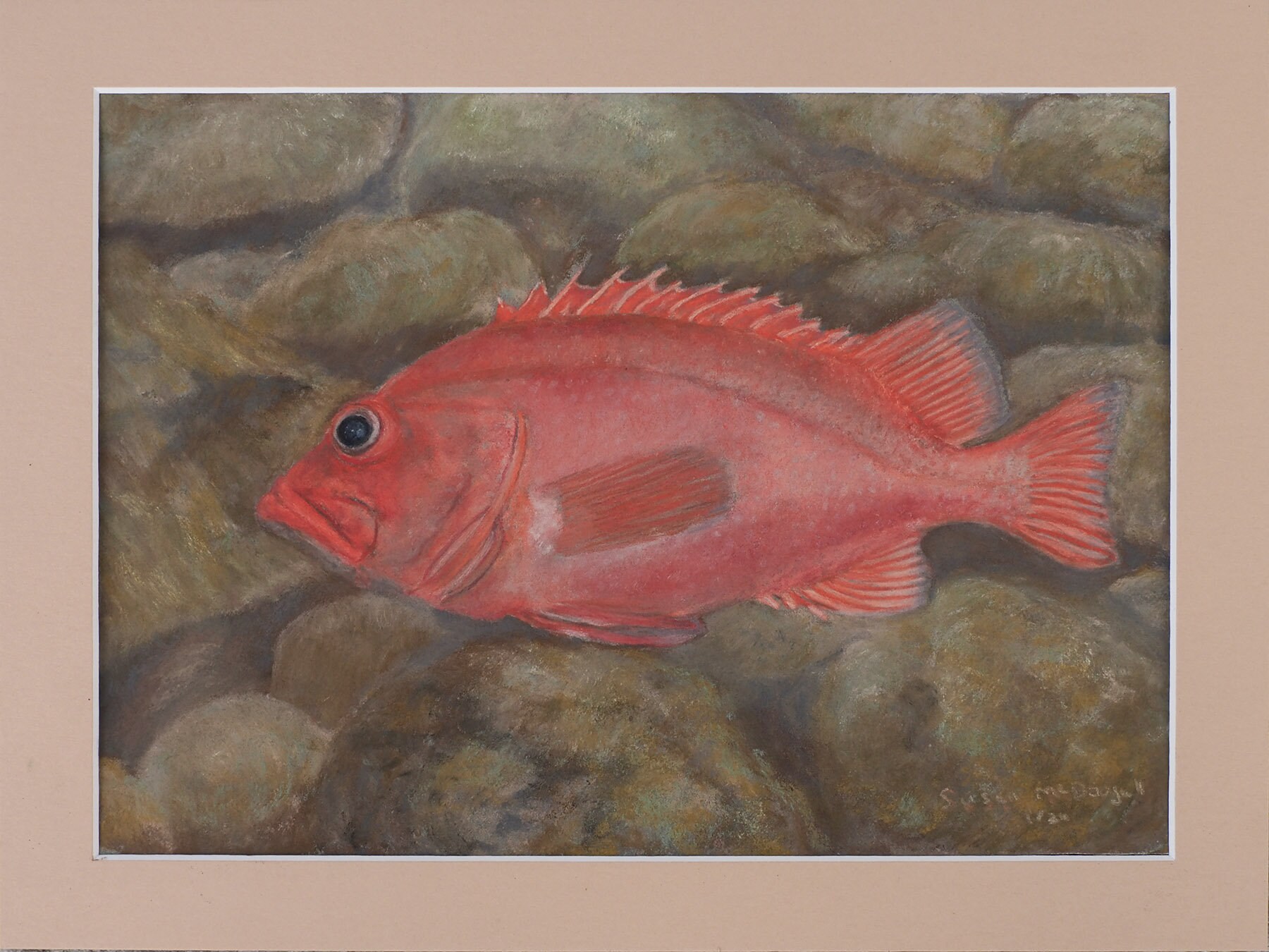 Rougheye Rockfish, Original Pastel Drawing, Fine Art, Matted, Ready to ...