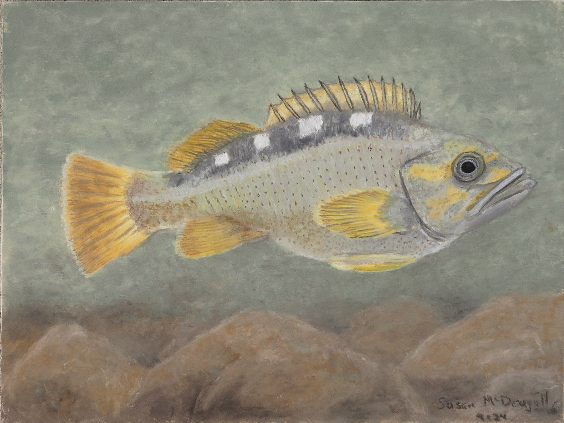 Yellowtail Rockfish, Original Pastel Drawing, Fine Art, Matted, Ready ...