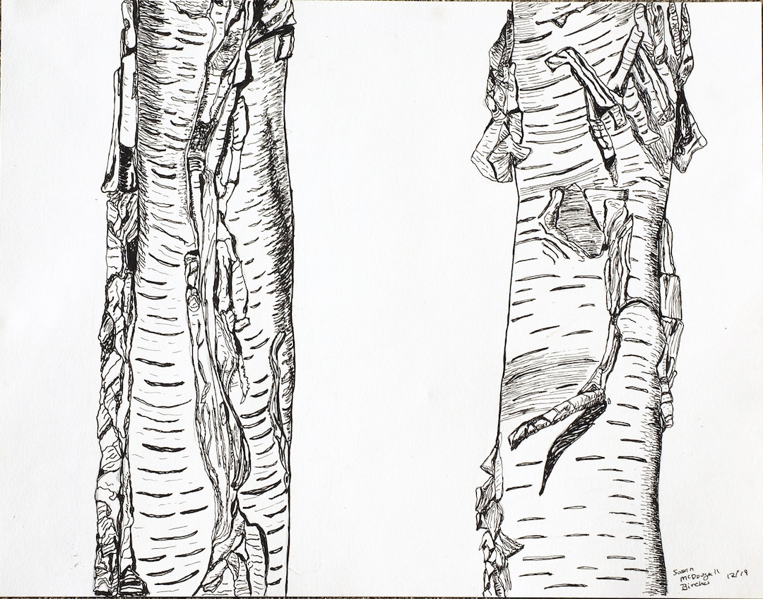 Original Paper Birch Tree Pen Drawing, Matted Art (9x12) - Etsy