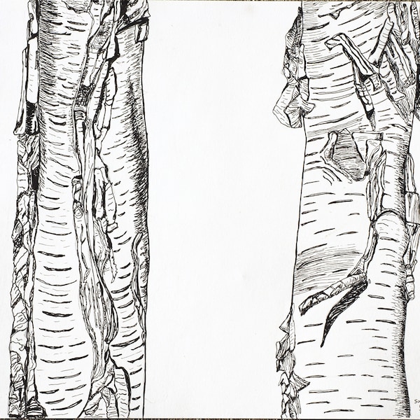 Birch Tree Drawing - Etsy