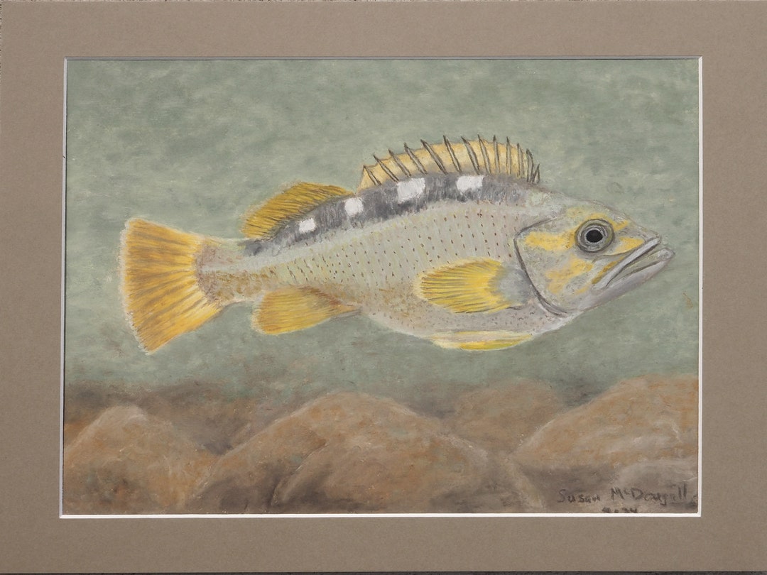 Yellowtail Rockfish, Original Pastel Drawing, Fine Art, Matted, Ready ...