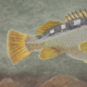Yellowtail Rockfish, Original Pastel Drawing, Fine Art, Matted, Ready ...