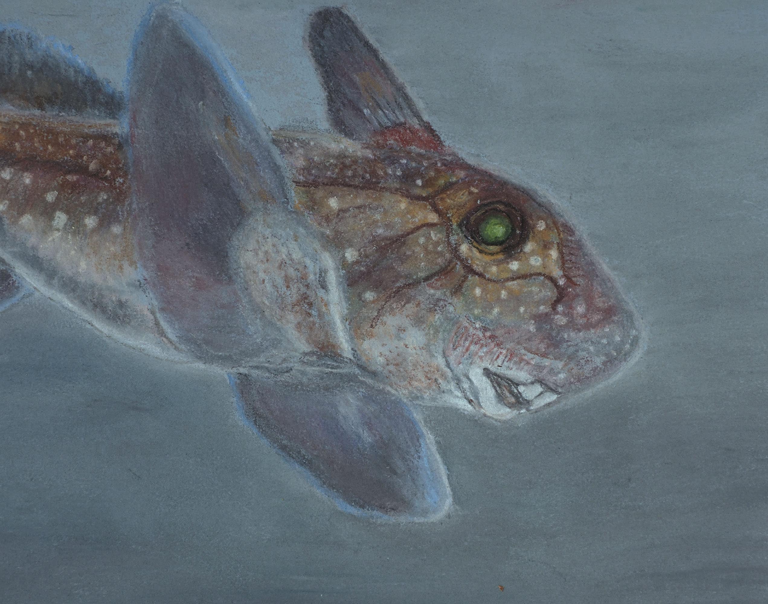 Ratfish, Original Pastel Drawing, Fine Art, Matted, Ready to Frame ...