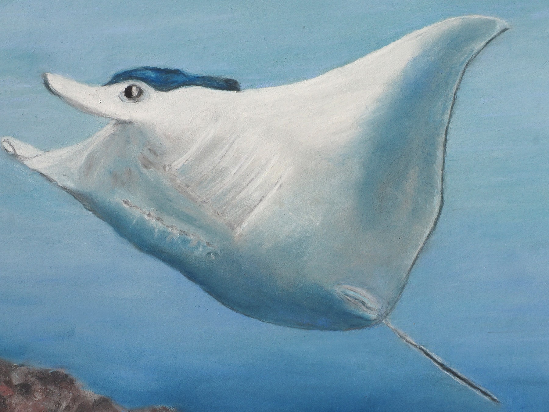 Manta Ray, Original Pastel Drawing, Fine Art, Matted, Ready to Frame ...