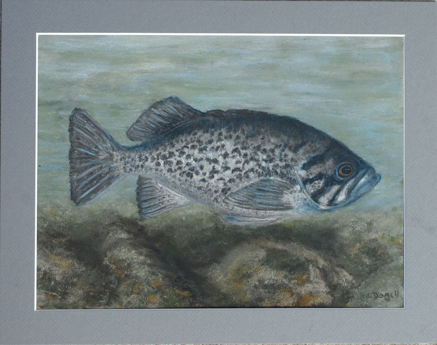 ORIGINAL, Soft Pastel Drawing of a Blue Rockfish, Matted and Ready to ...