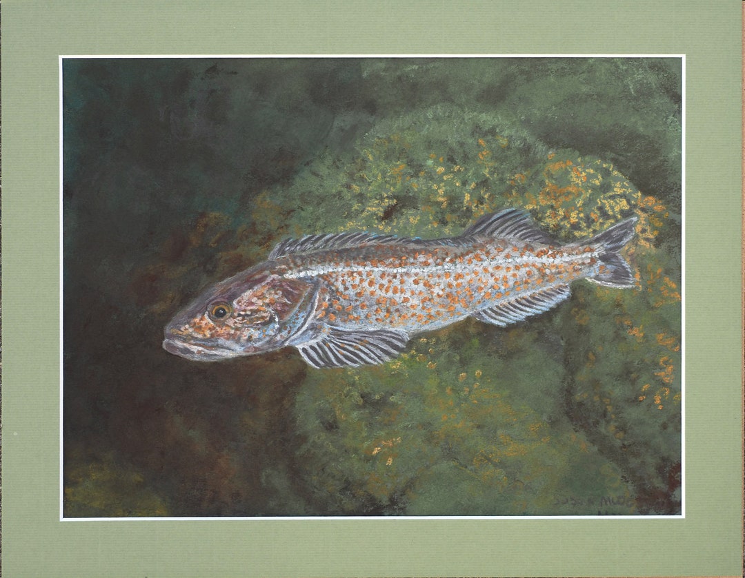 Lingcod, Original Pastel Drawing, Fine Art, Matted, Ready to Frame ...