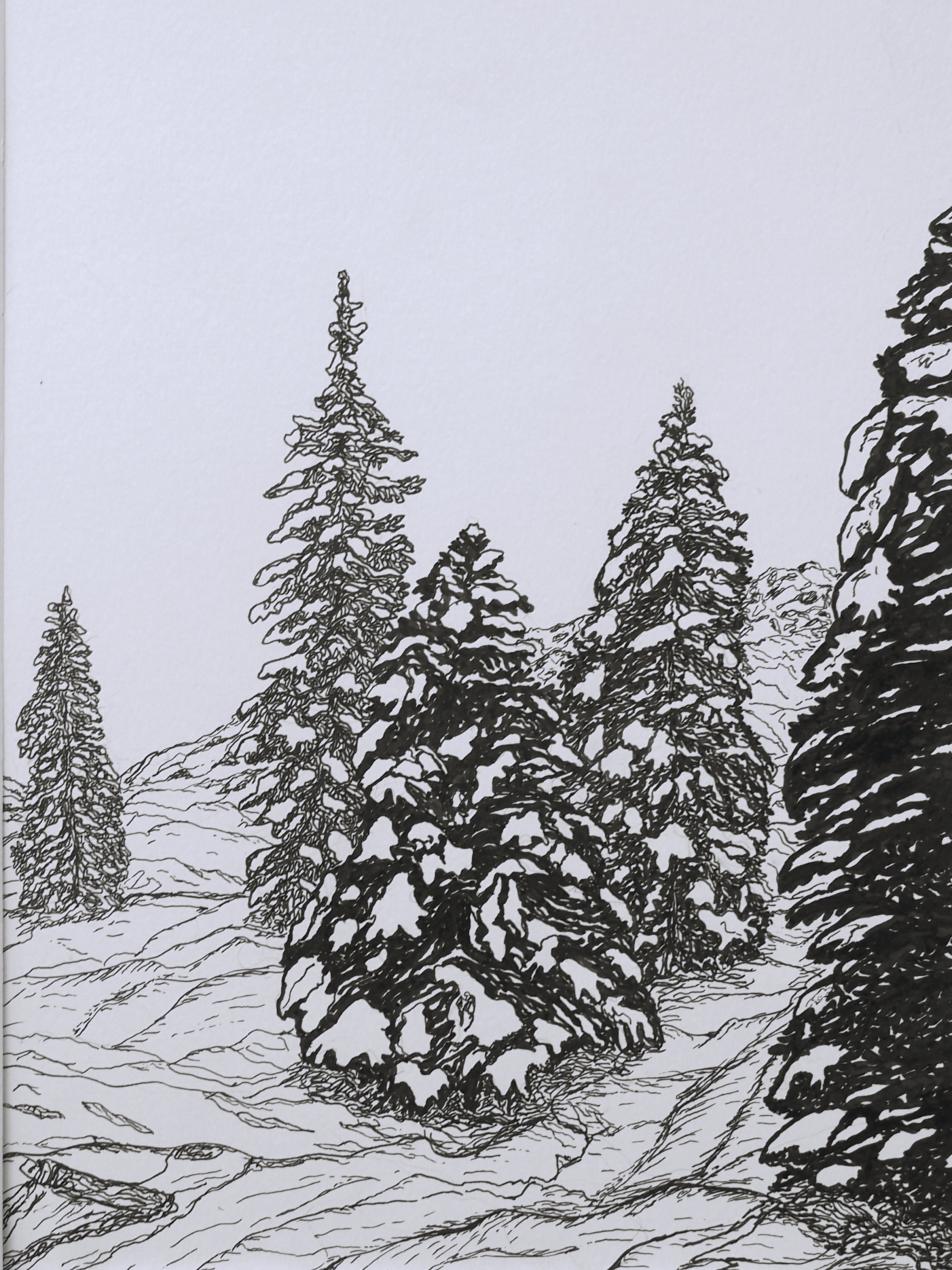 Subalpine Fir, Pen and Ink Drawing, Downloadable Art, Printable ...