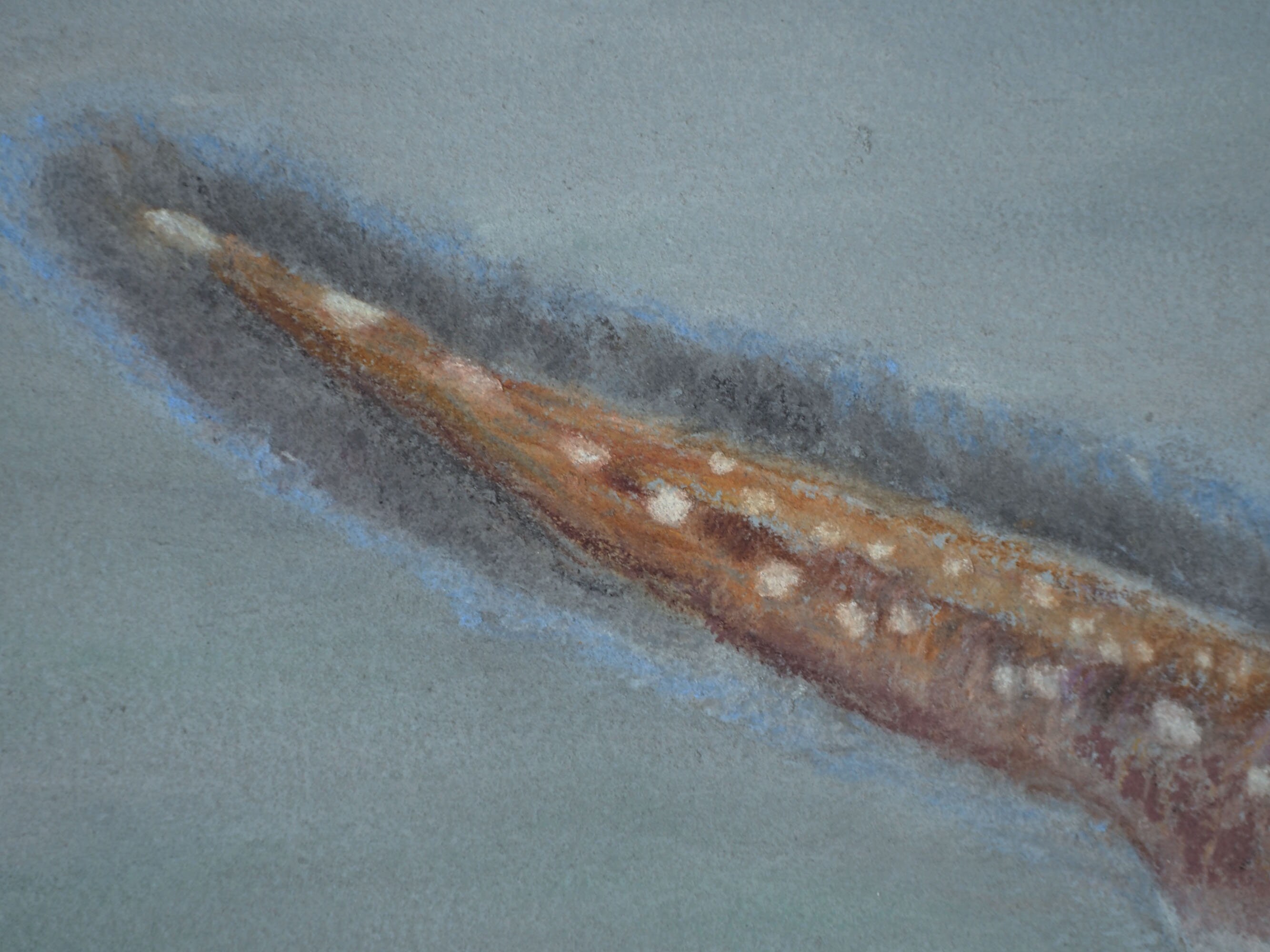 Ratfish, Original Pastel Drawing, Fine Art, Matted, Ready to Frame ...