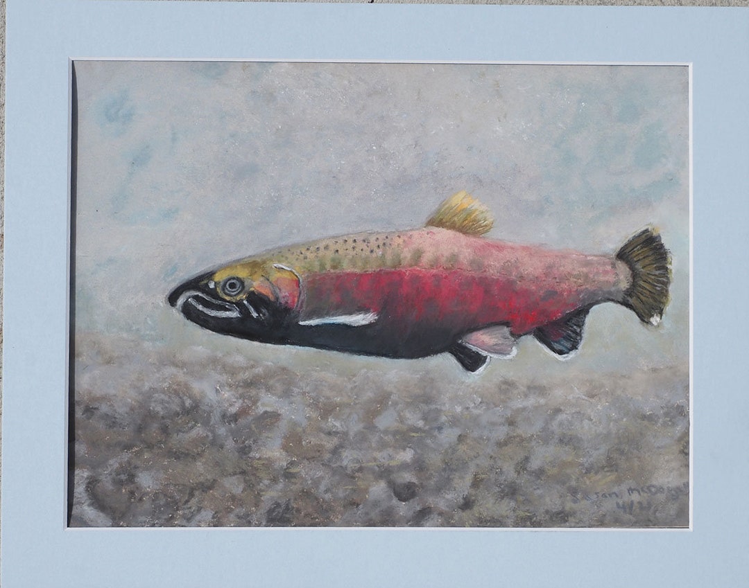 Coho Salmon, Original Pastel Drawing, Fine Art, Matted, Ready to Frame ...