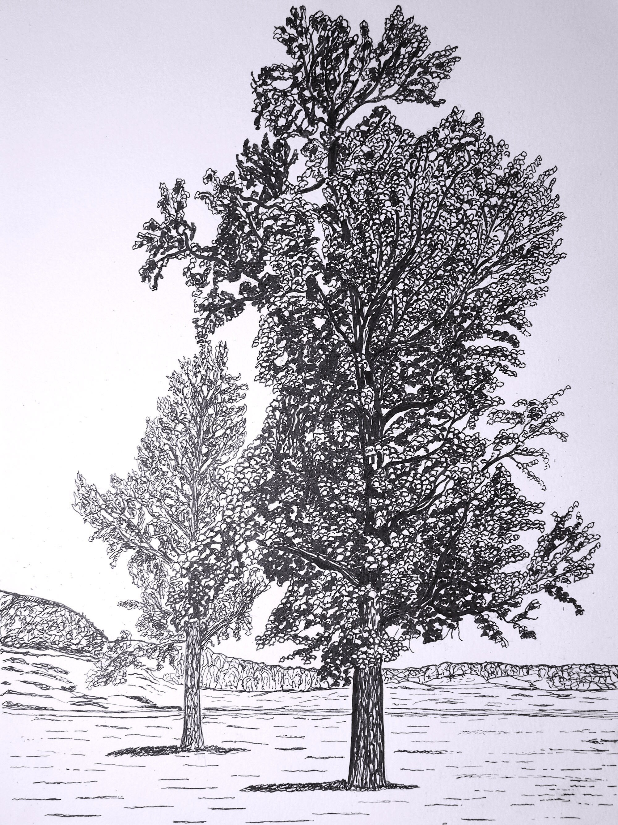 Tulip Tree and Ash at the Cahokia Mounds, Pen and Ink Drawing ...