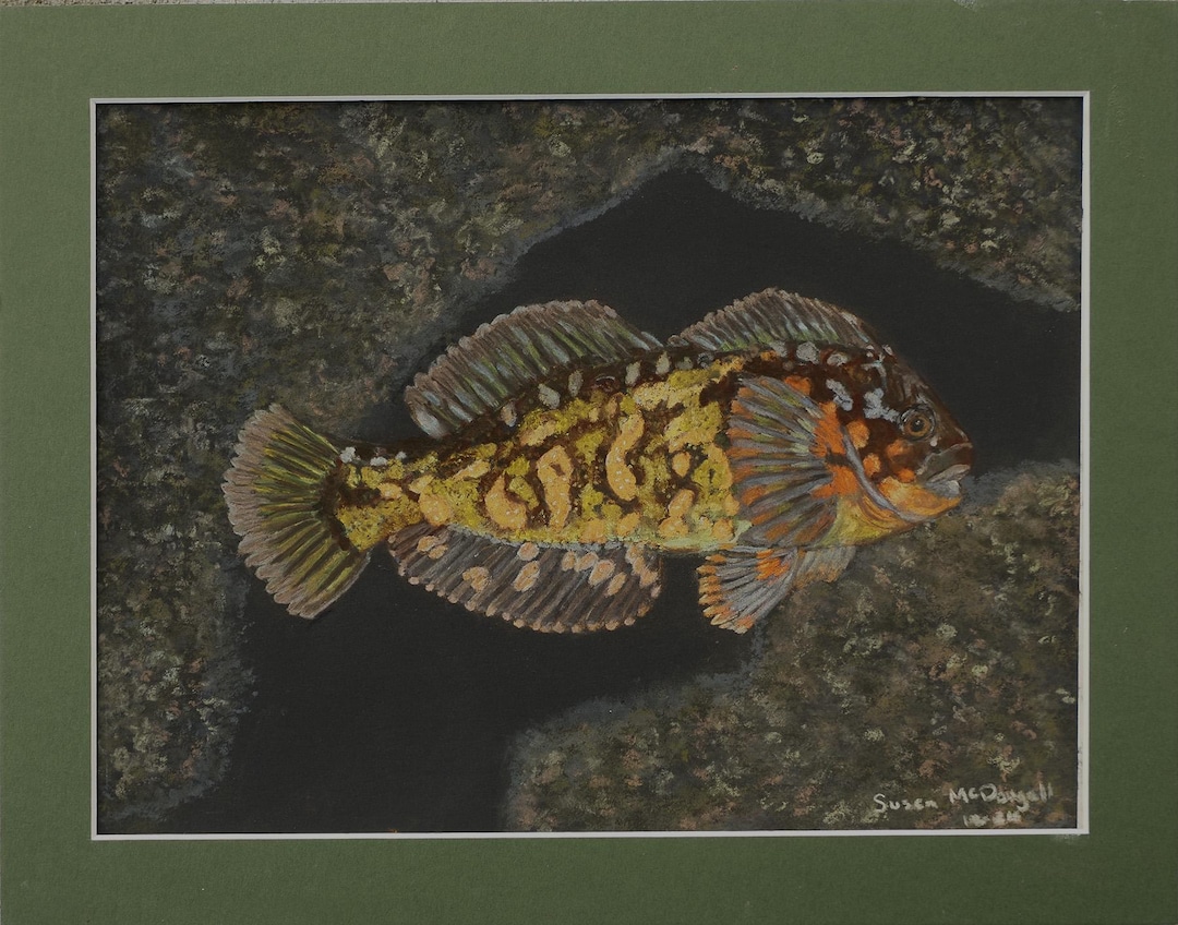 Rock Greenling, Original Pastel Drawing, Fine Art, Matted, Ready to ...
