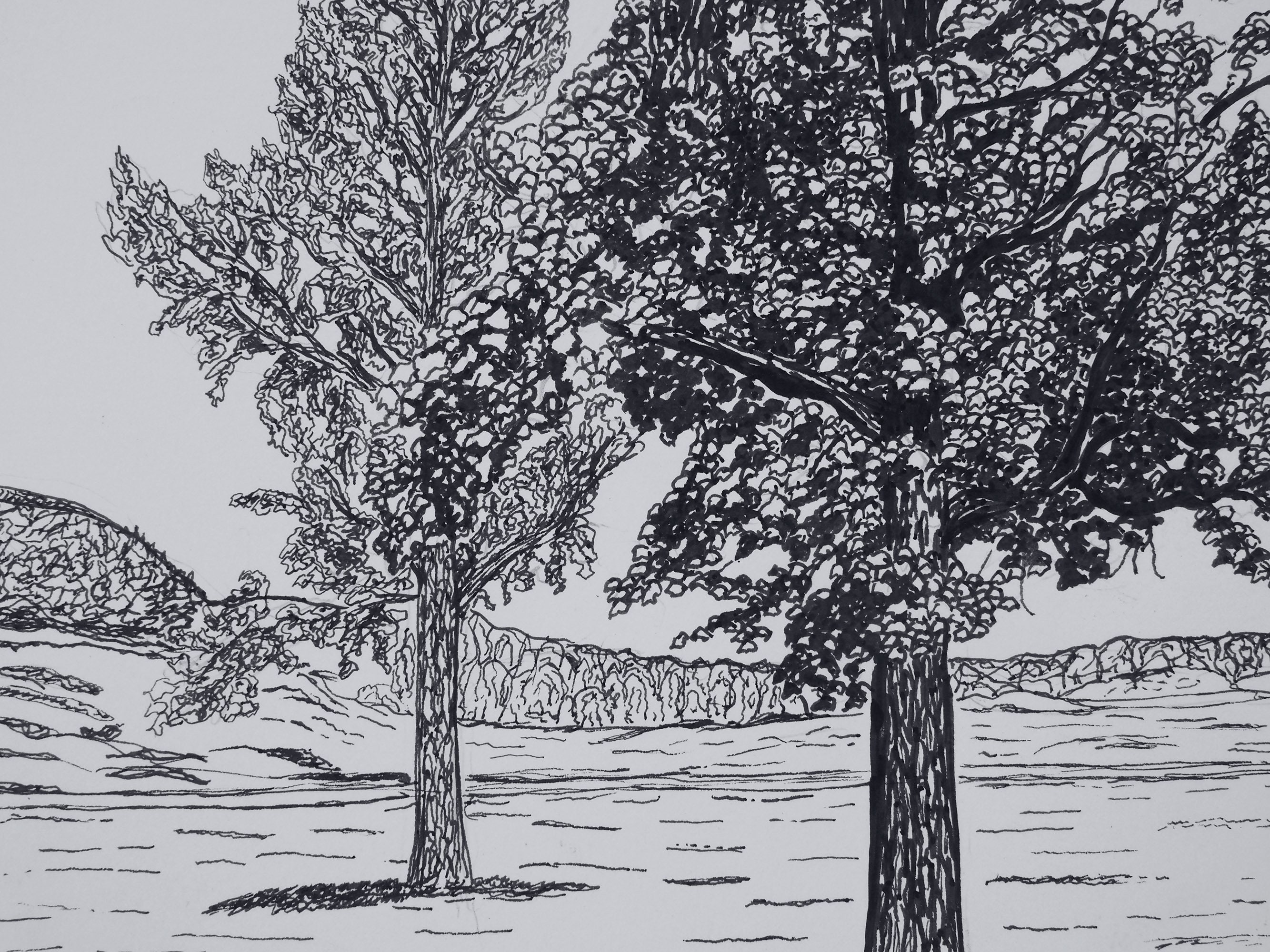Tulip Tree and Ash at the Cahokia Mounds, Pen and Ink Drawing ...