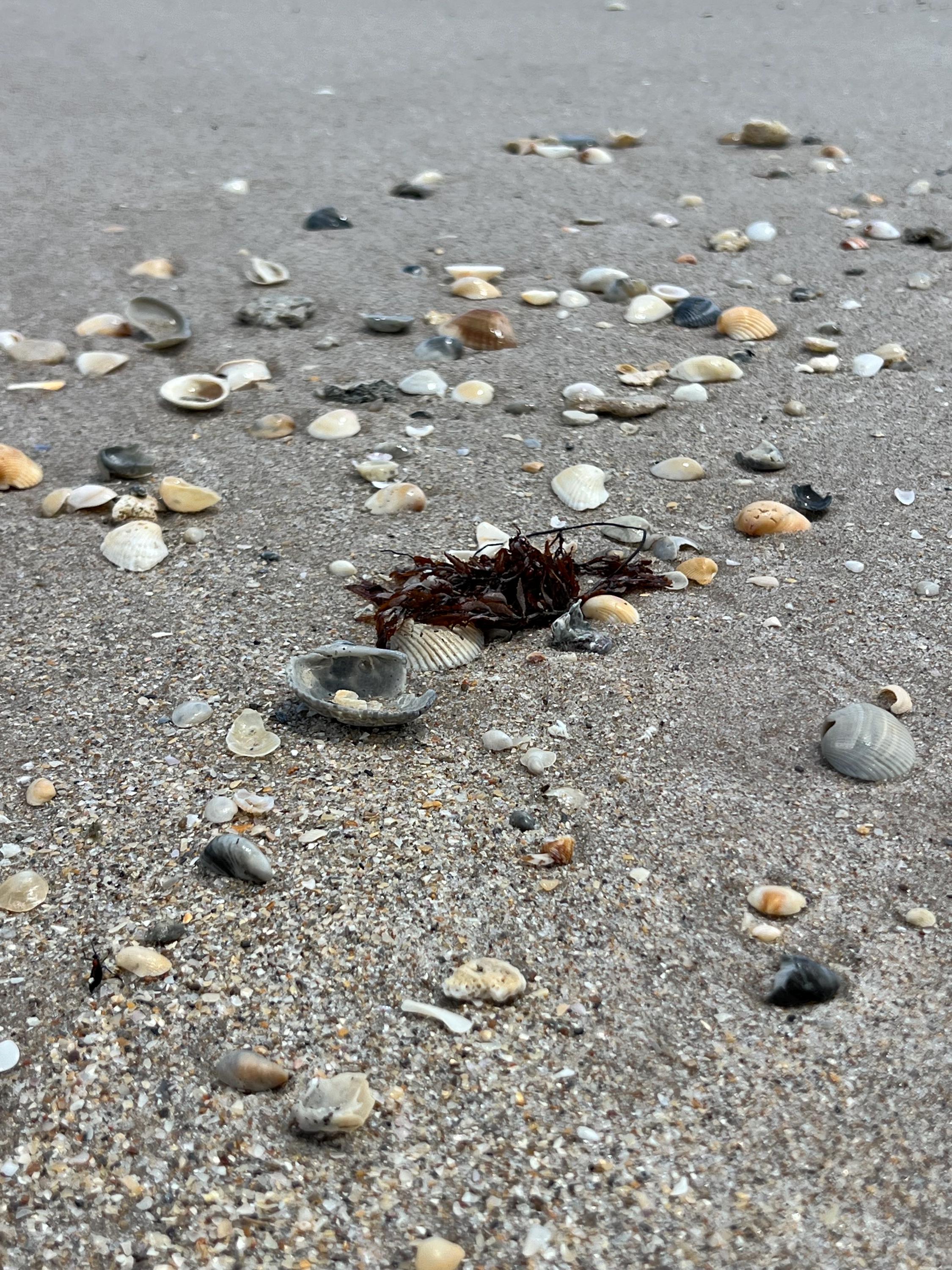 Natural Seashell Mix: Hand-selected Craft Shells From Florida's ...