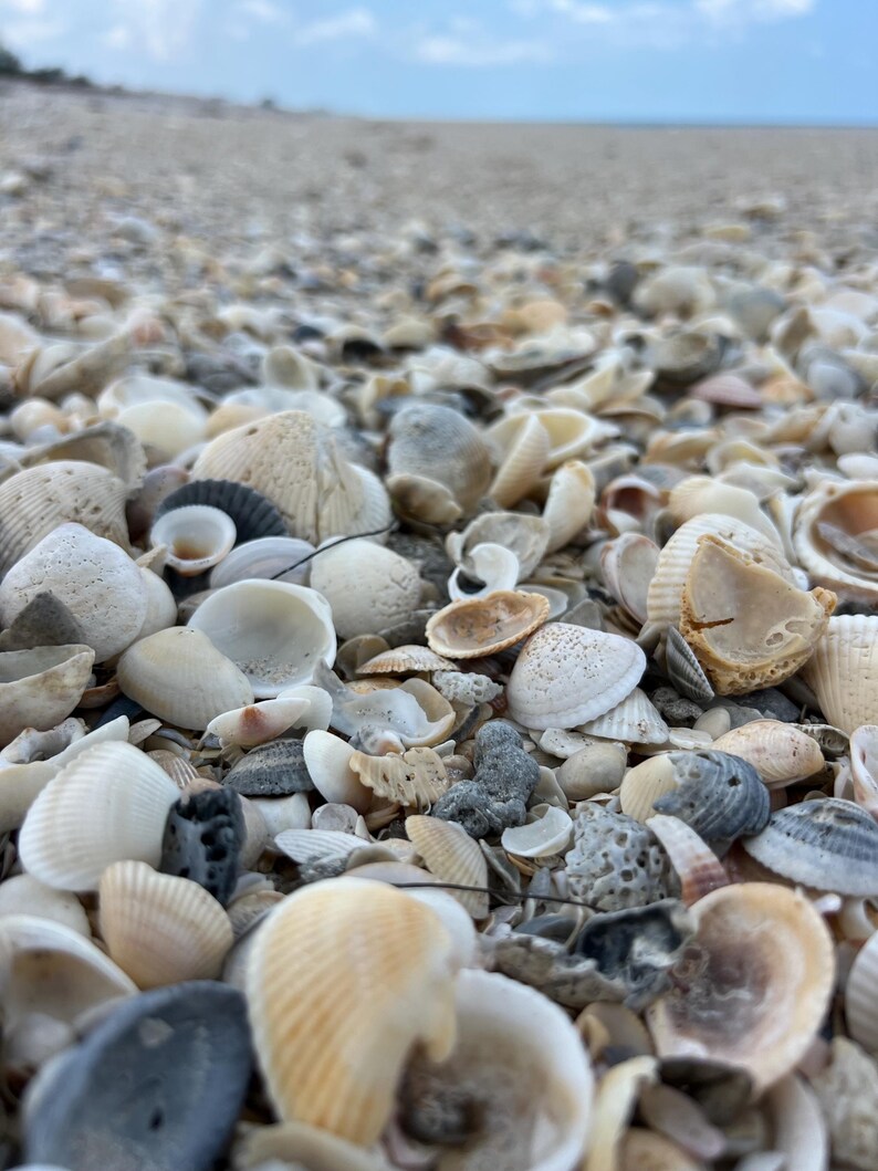 Natural Seashell Mix: Hand-selected Craft Shells From Florida's ...