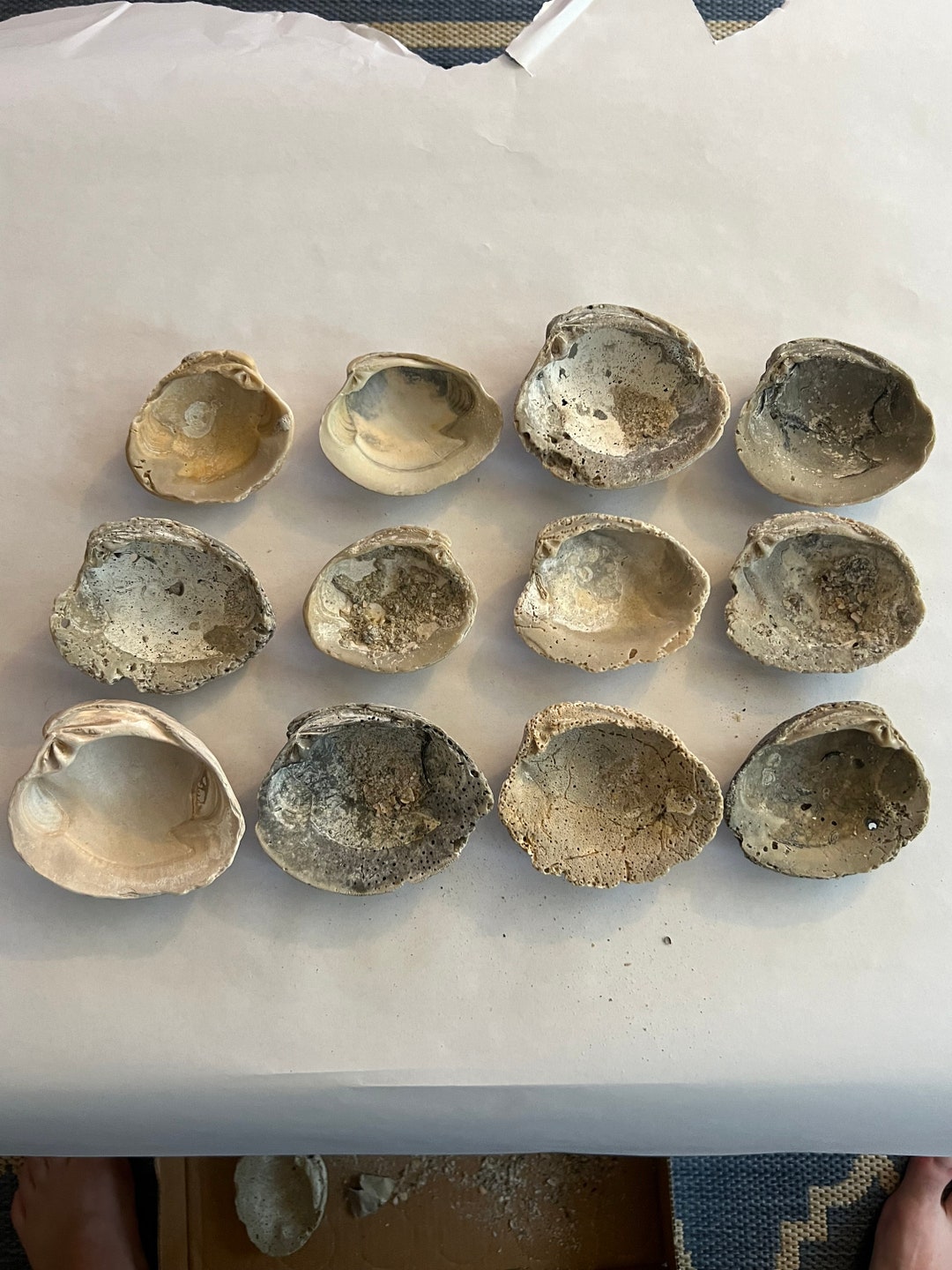 Bulk Clam Shells Weathered. Various Sizes 3-6. Shells for Arts, Crafts ...