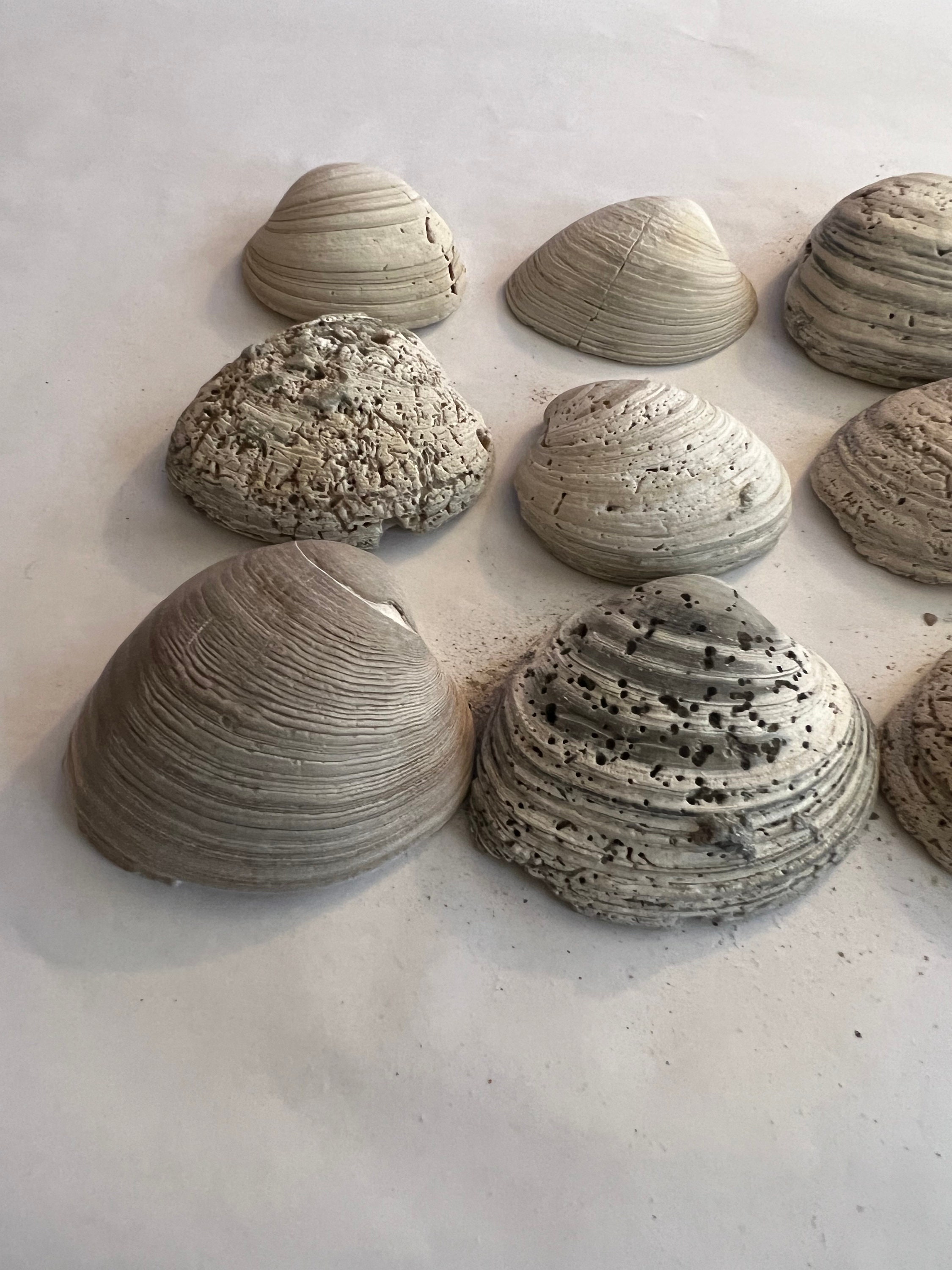 Bulk Clam Shells Weathered. Various Sizes 3-6. Shells for Arts, Crafts ...