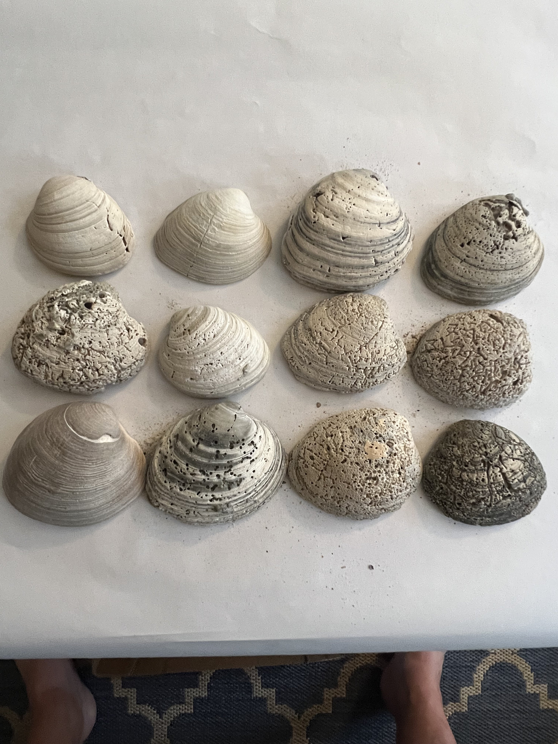 Bulk Clam Shells Weathered. Various Sizes 3-6. Shells for Arts, Crafts ...