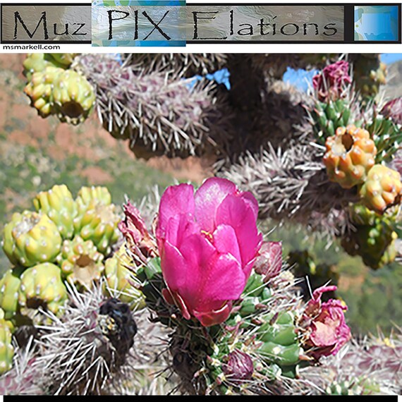 Beaver Tail and Prickly Pear Cactus - Etsy